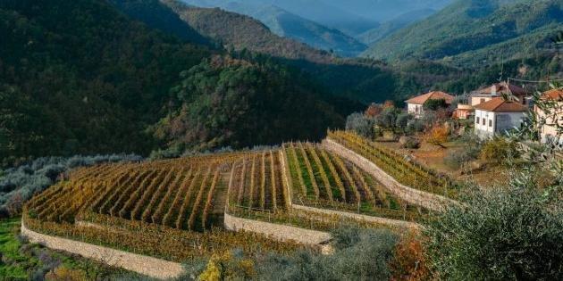 È online "L’agricoltura nella Liguria in cifre 2020" - È online "L ...