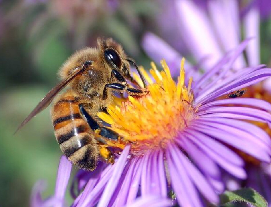 Api: arriva BeeDigit, un servizio cloud CREA per riconoscere in pochi ...