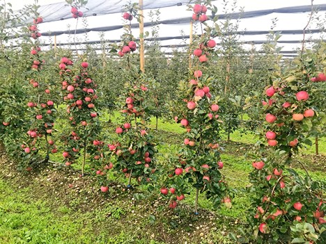 "CREA 105", la mela perfetta per tutta la filiera - "CREA 105", la mela ...