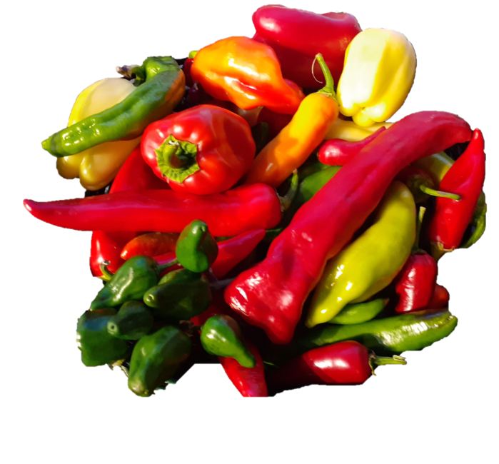 PEPERONI E PEPERONCINI : RICOSTRUITA LA STORIA EVOLUTIVA, PIU’ FACILE ...