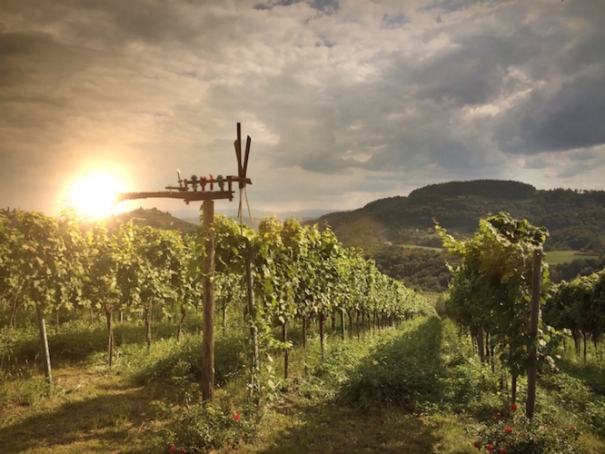 L’Atlante delle parentele dei vitigni italiani del CREA, la chiave per ...