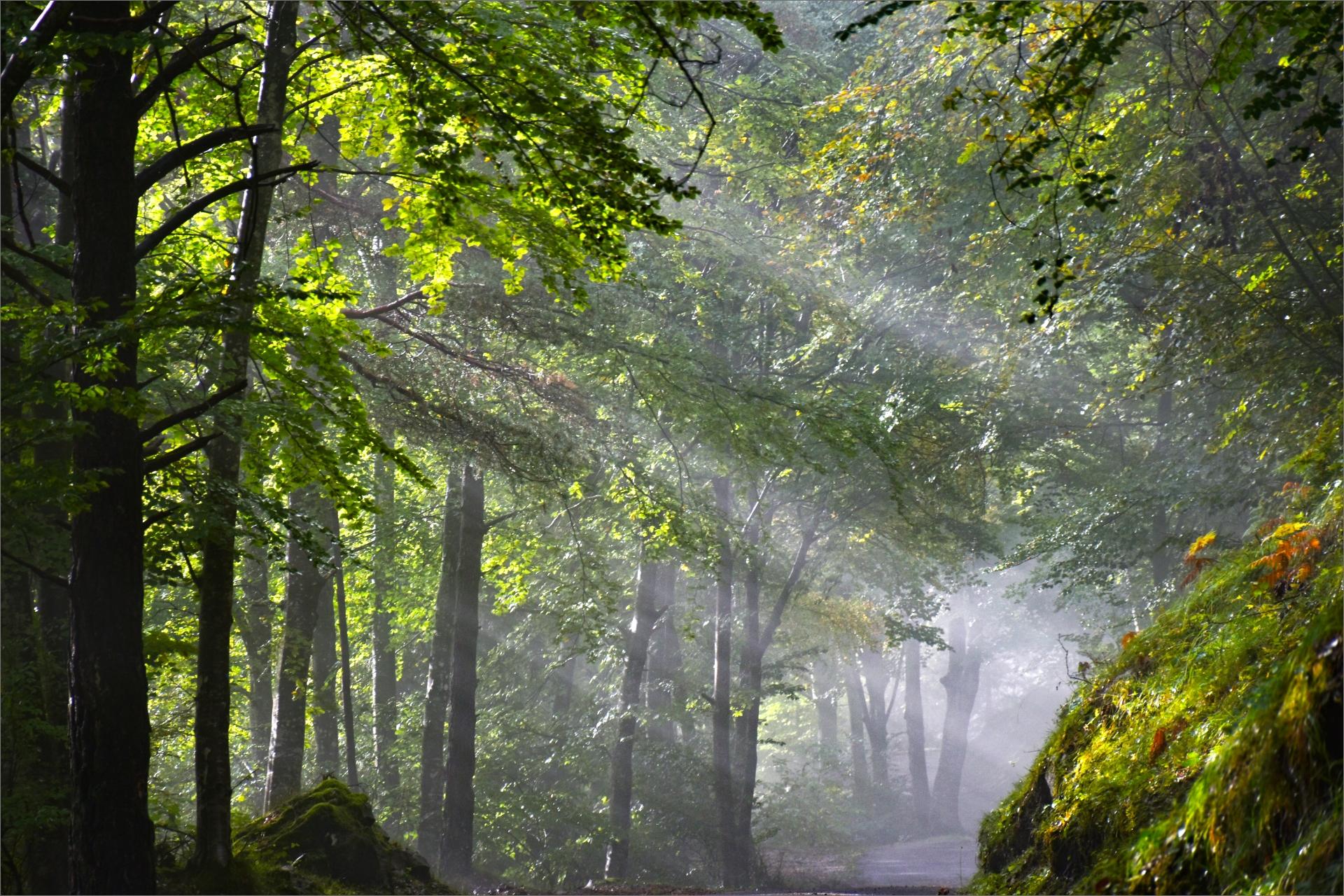GIORNATA INTERNAZIONALE DELLE FORESTE: LA RICERCA DEL CREA - CREA