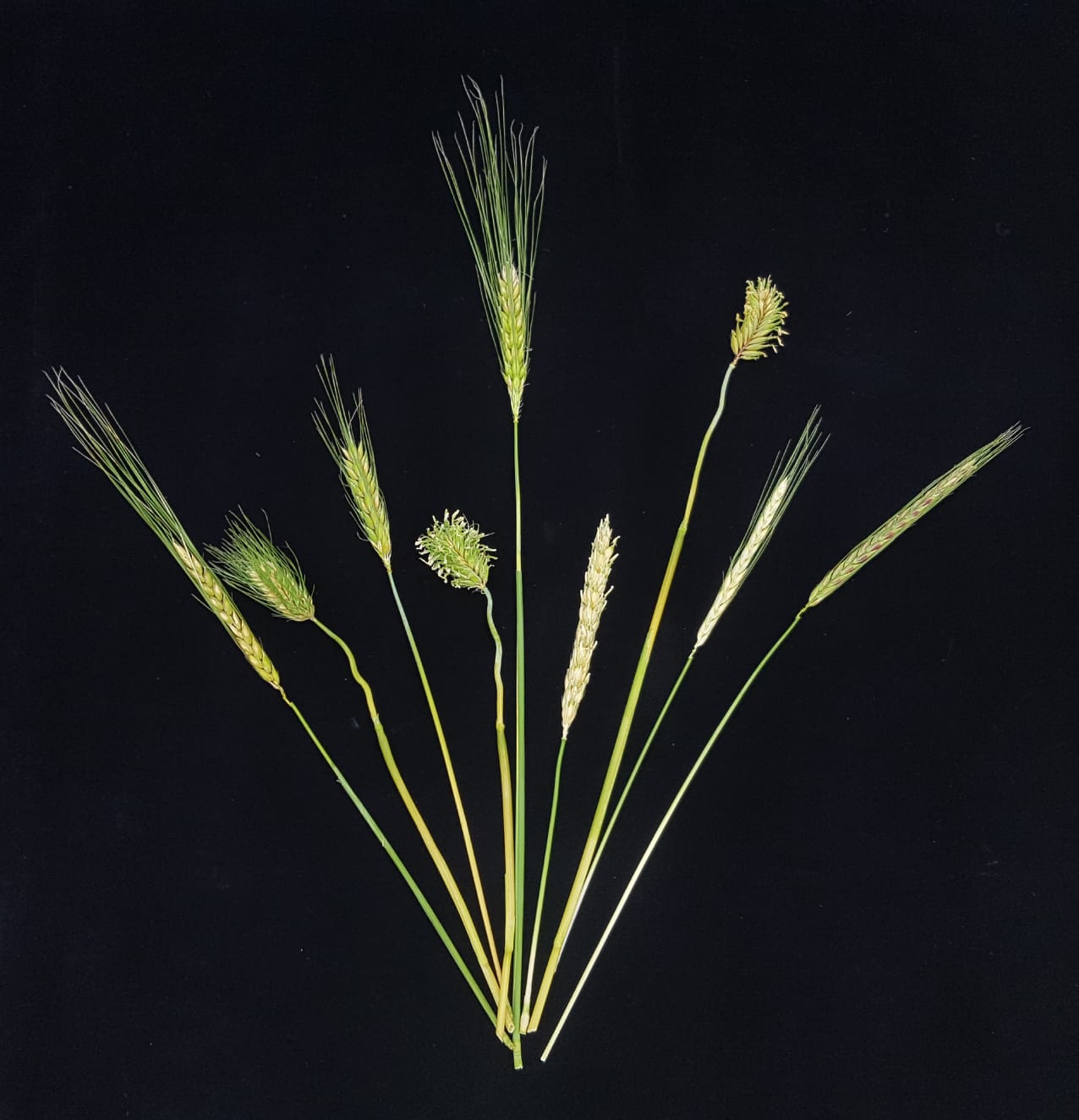 ORZO: L’UNICA PIANTA IN GRADO DI CRESCERE IN TUTTE LE AREE AGRICOLE DEL ...