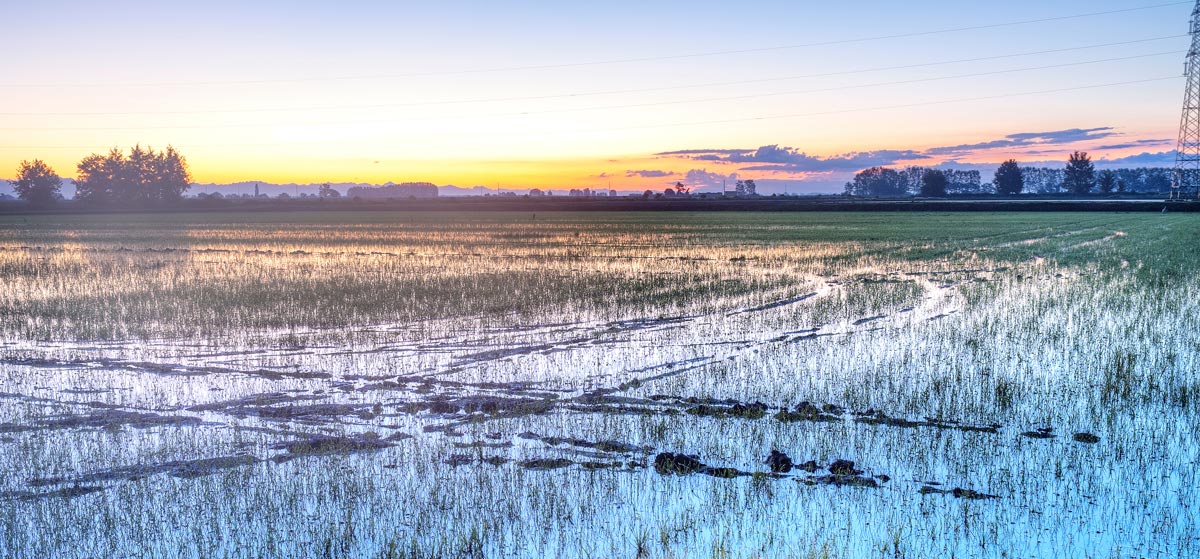 RISO: CAMPAGNA CREA 2022-23 DI CERTIFICAZIONE DELLE SEMENTI - CREA