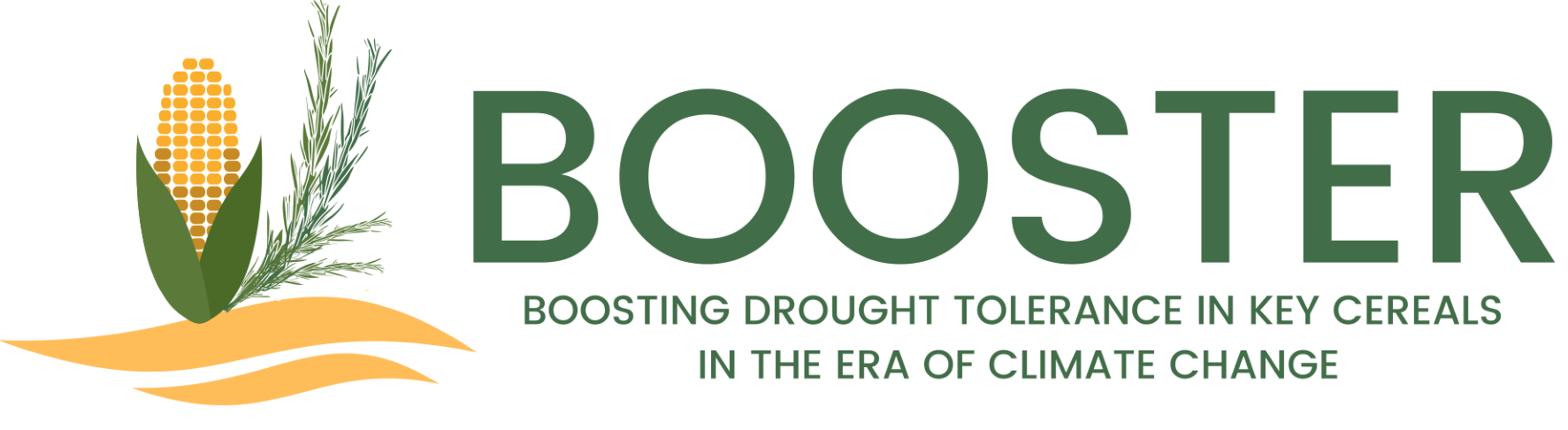 Siccità: dalla ricerca CREA, innovazioni per cereali più resistenti ...