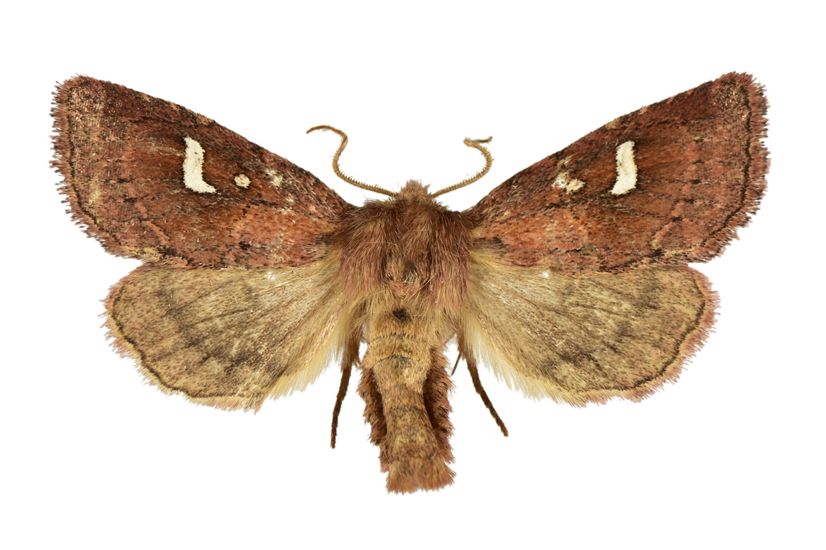 Scoperta nuova specie di falena notturna dal CREA - Scoperta nuova ...