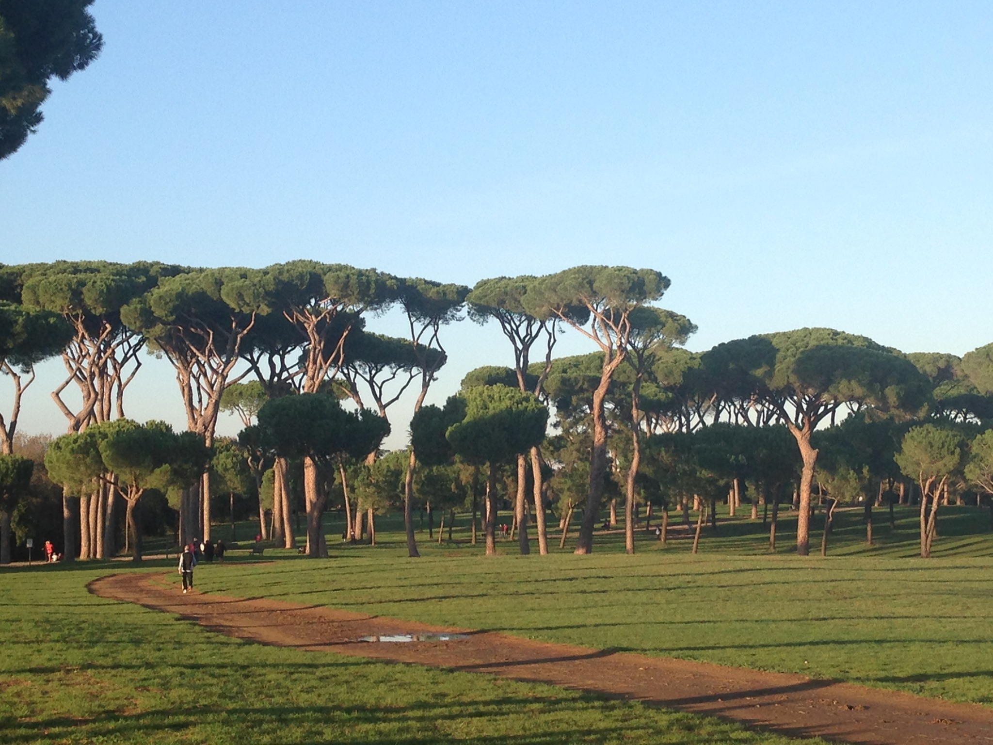 Diversificare le specie da impiantare per limitare il crollo dei pini ...