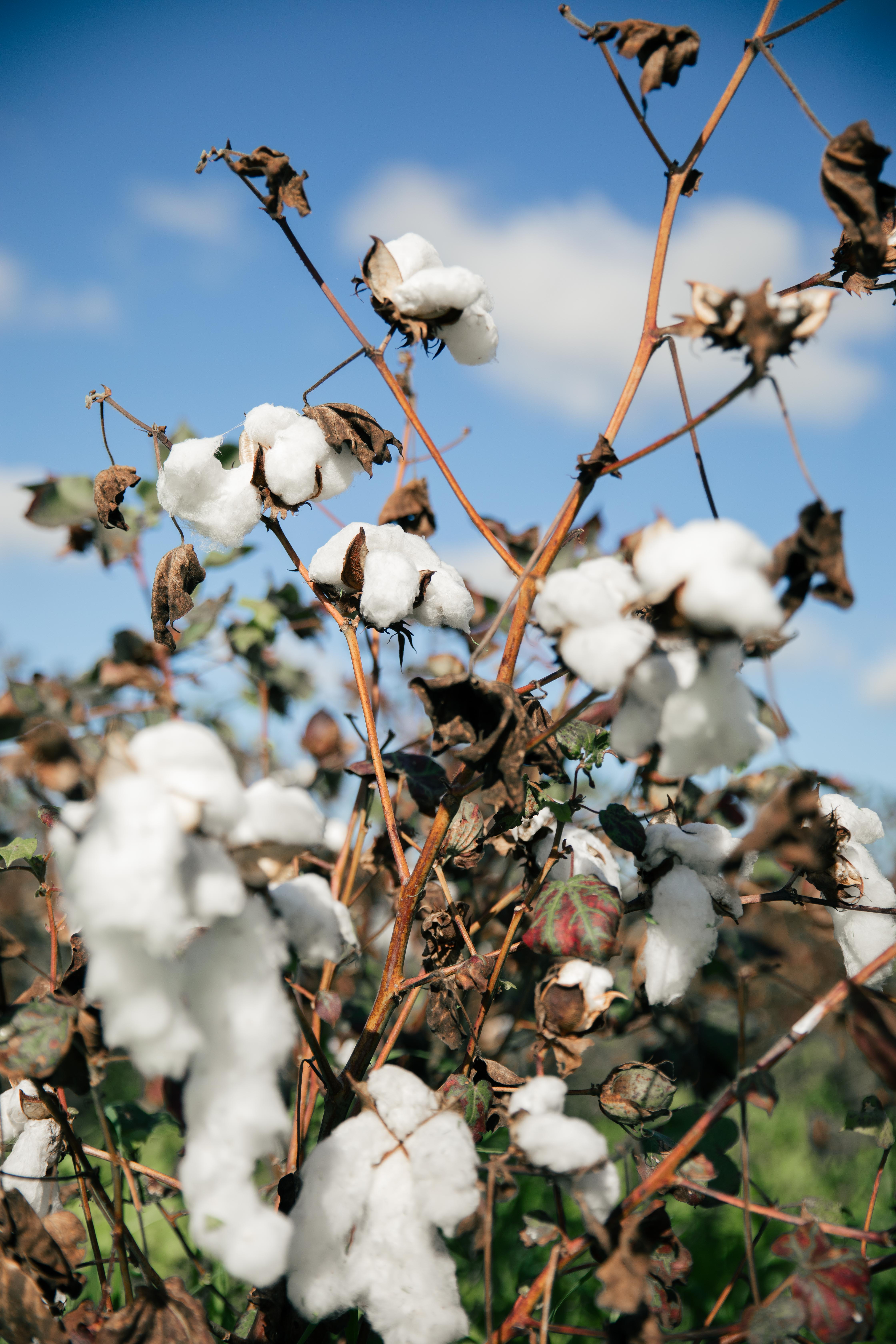 Il CREA è partner dell’Apulia Regenerative Cotton Project - Il CREA è ...