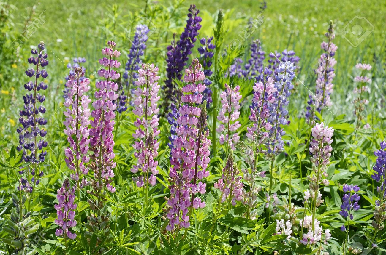 Il CREA presenta il libro "Leguminose minori - Lupino, Cicerchia ...
