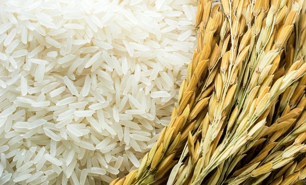 Tra sperimentazione e nuove tecnologie, al CREA di Vercelli focus sul ...