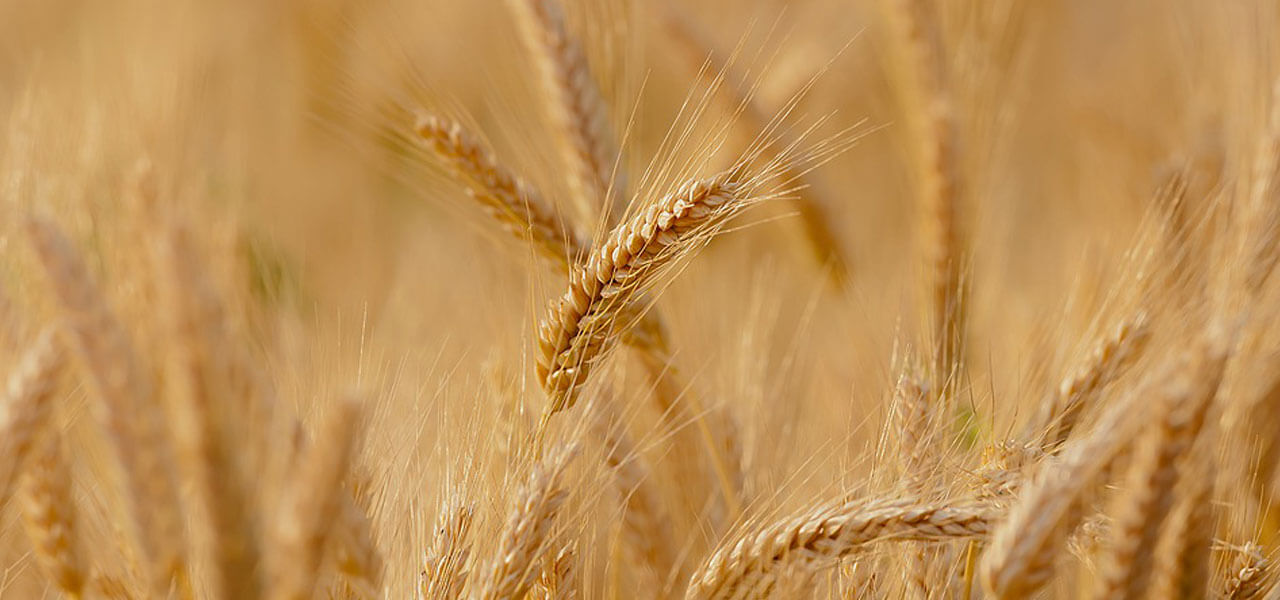 Fascination of Plants Day al CREA Cerealicoltura: Il fascino dei ...