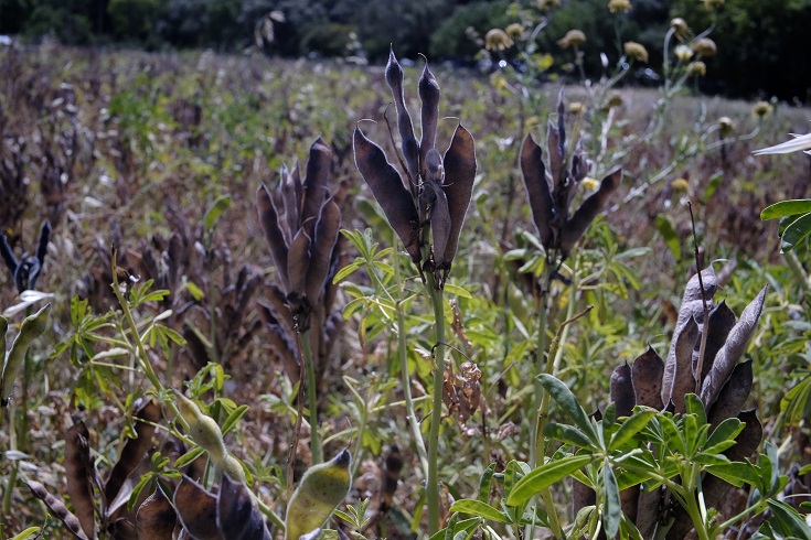 Lupinus mutabilis: exploiting diversity to guide breeding - Lupinus ...