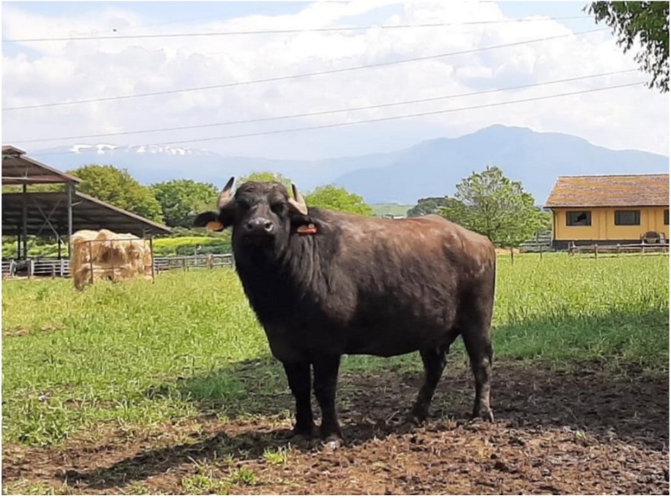 BUFFALO FARMING ON AIR: FROM FARM TO FORK - BUFFALO FARMING ON AIR ...