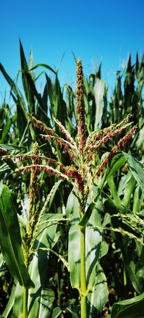 TAIEX Study Visit on Procedure of Certification of New Corn Varieties ...