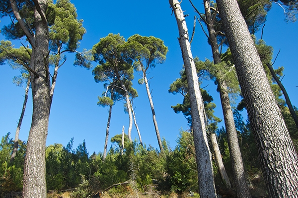 Salviamo i pini di Roma dalla infestazione di Cocciniglia Toumeyella ...