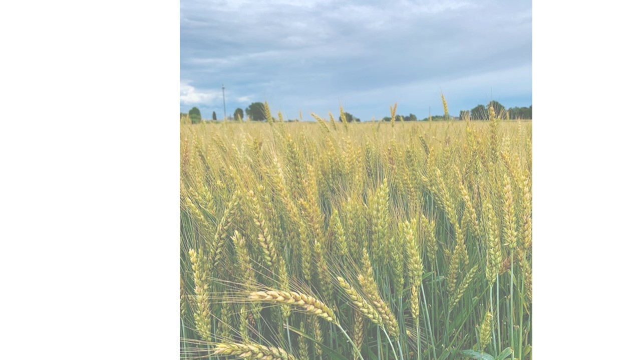 Wheat Genetics and Genomics workshop - Wheat Genetics and Genomics ...