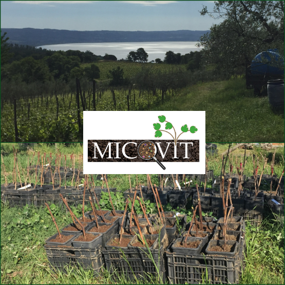 Viticoltura innovativa: al via MICOVIT, il progetto sulle biotecnologie ...