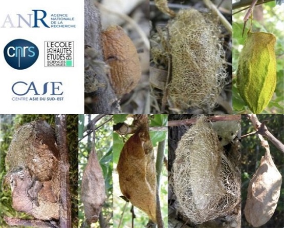 Bachi da seta: la ricerca CREA all'Ecole des Hautes Etudes en Sciences ...