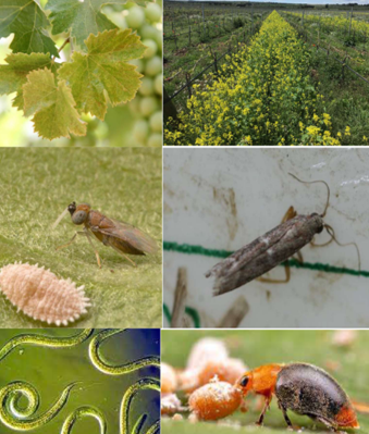 Workshop: gestione ecosostenibile del vigneto, biocontrollo e fitofagi ...